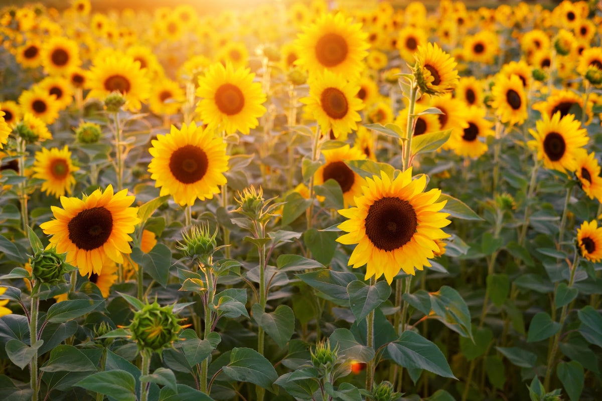 All About Sunflowers: 10 Beautiful Facts About Sunflowers – Peachtree ...