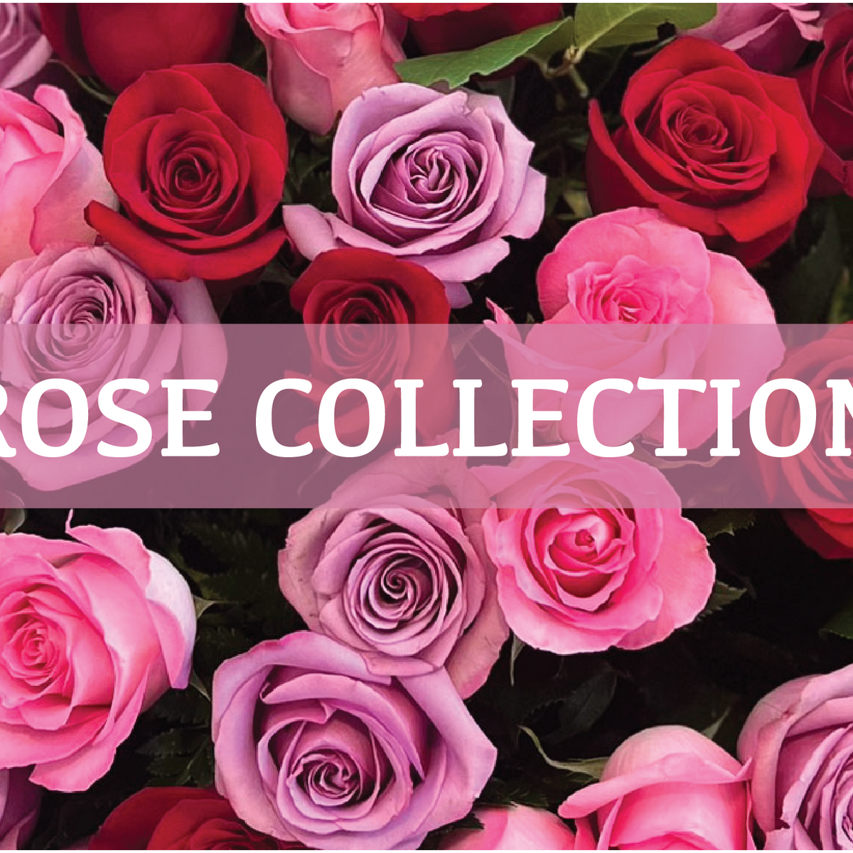 Rose Collection – Peachtree Petals